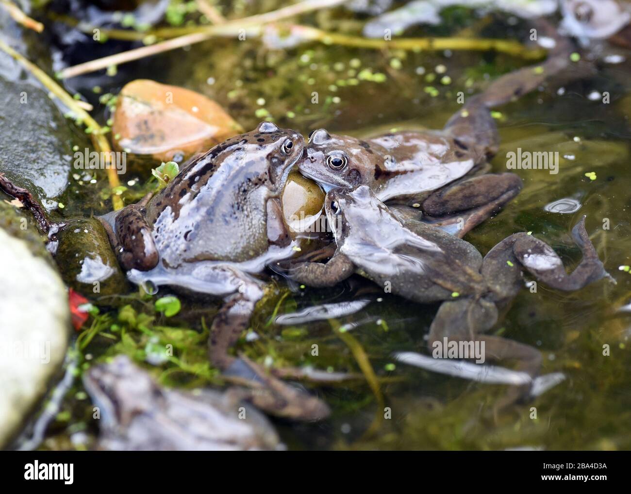 Mating seaso hi-res stock photography and images - Alamy
