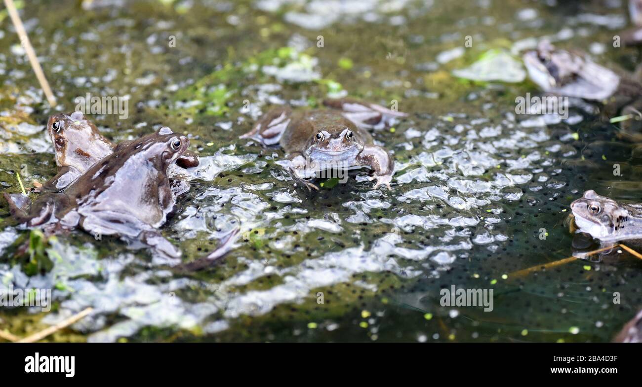 Peebles Scottish Borders, UK .25th March 20 . Wildlife European common ...