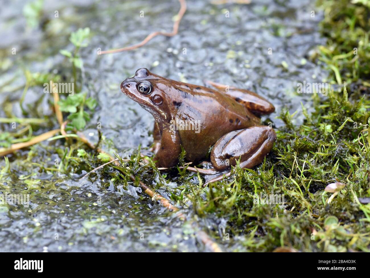 Peebles Scottish Borders, UK .25th March 20 . Wildlife European common ...