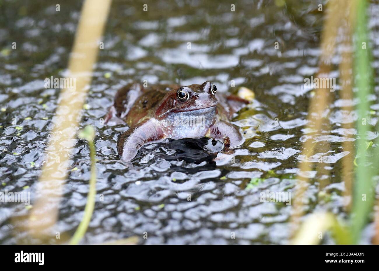 Peebles Scottish Borders, UK .25th March 20 . Wildlife European common ...