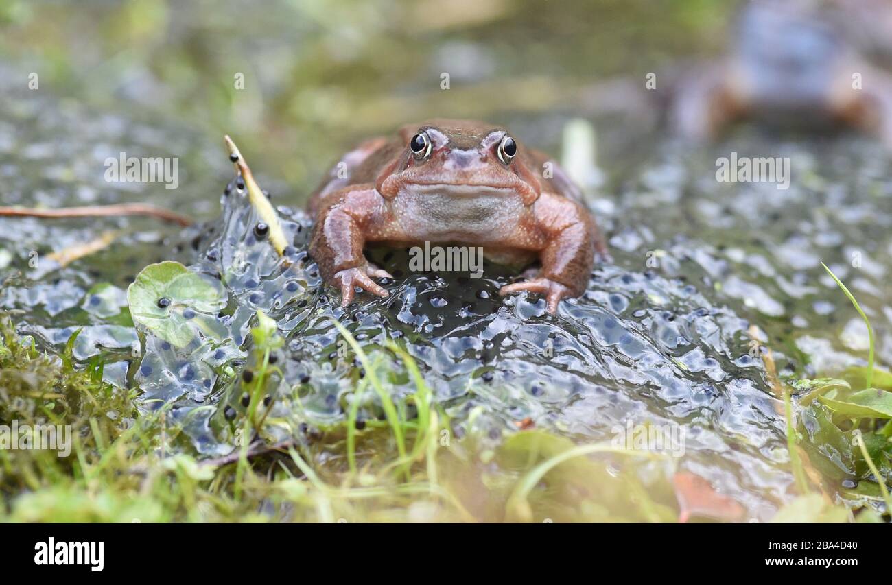 Peebles Scottish Borders, UK .25th March 20 . Wildlife European common ...