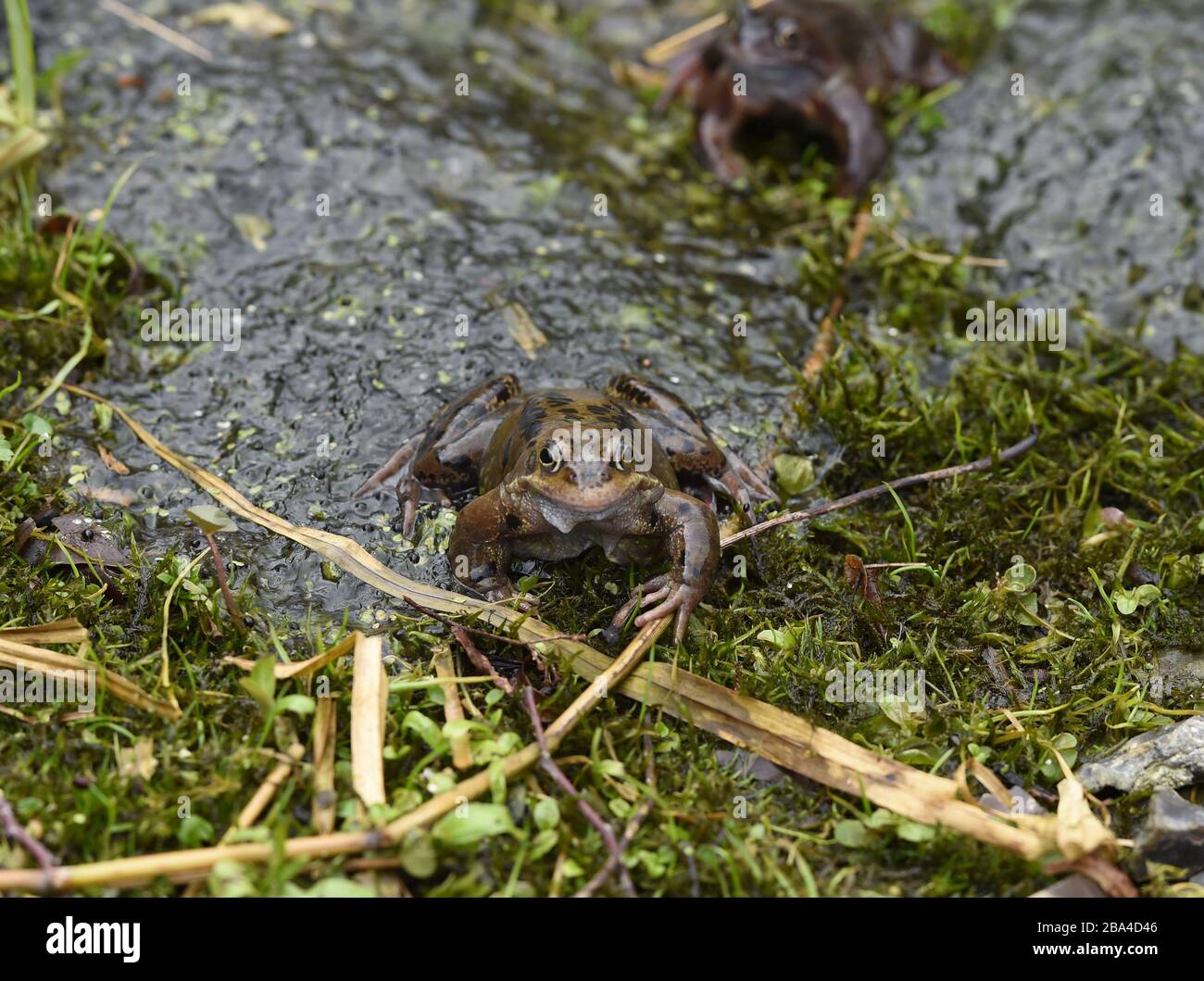 Mating seaso hi-res stock photography and images - Alamy