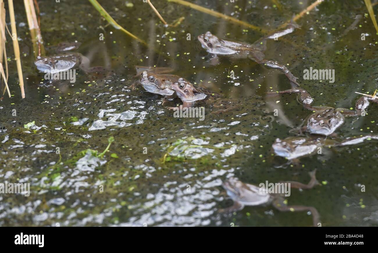 Peebles Scottish Borders, UK .25th March 20 . Wildlife European common ...