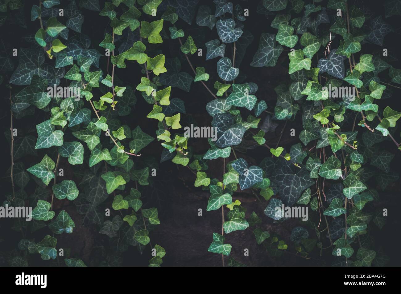Evergreen leaves and new sprouts of climbing ivy Stock Photo - Alamy