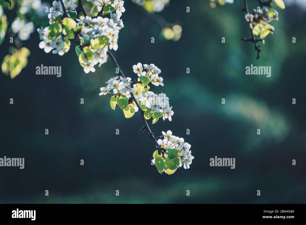 Pear tree flowers in full bloom hi-res stock photography and images - Alamy
