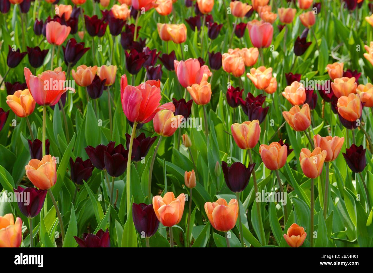 Vibrant color variations hi-res stock photography and images - Alamy