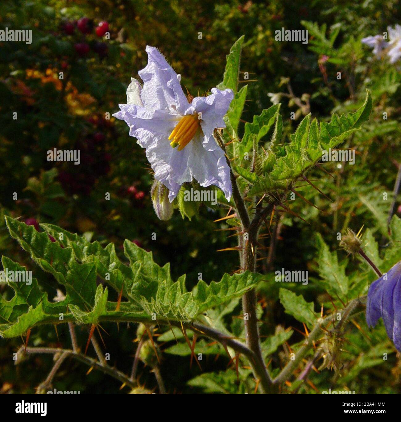 Solanum pyracanthos hi-res stock photography and images - Alamy