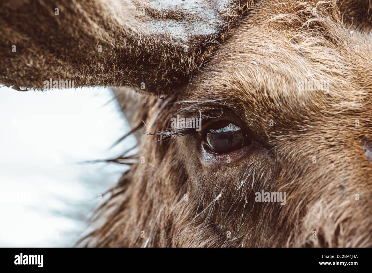Eye of a moose Stock Photo - Alamy