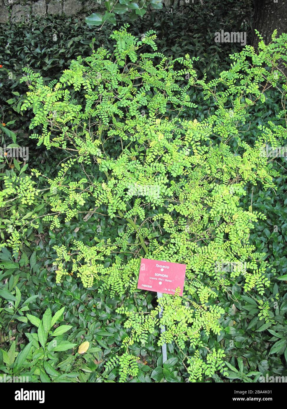 Arbre fabaceae hi-res stock photography and images - Alamy