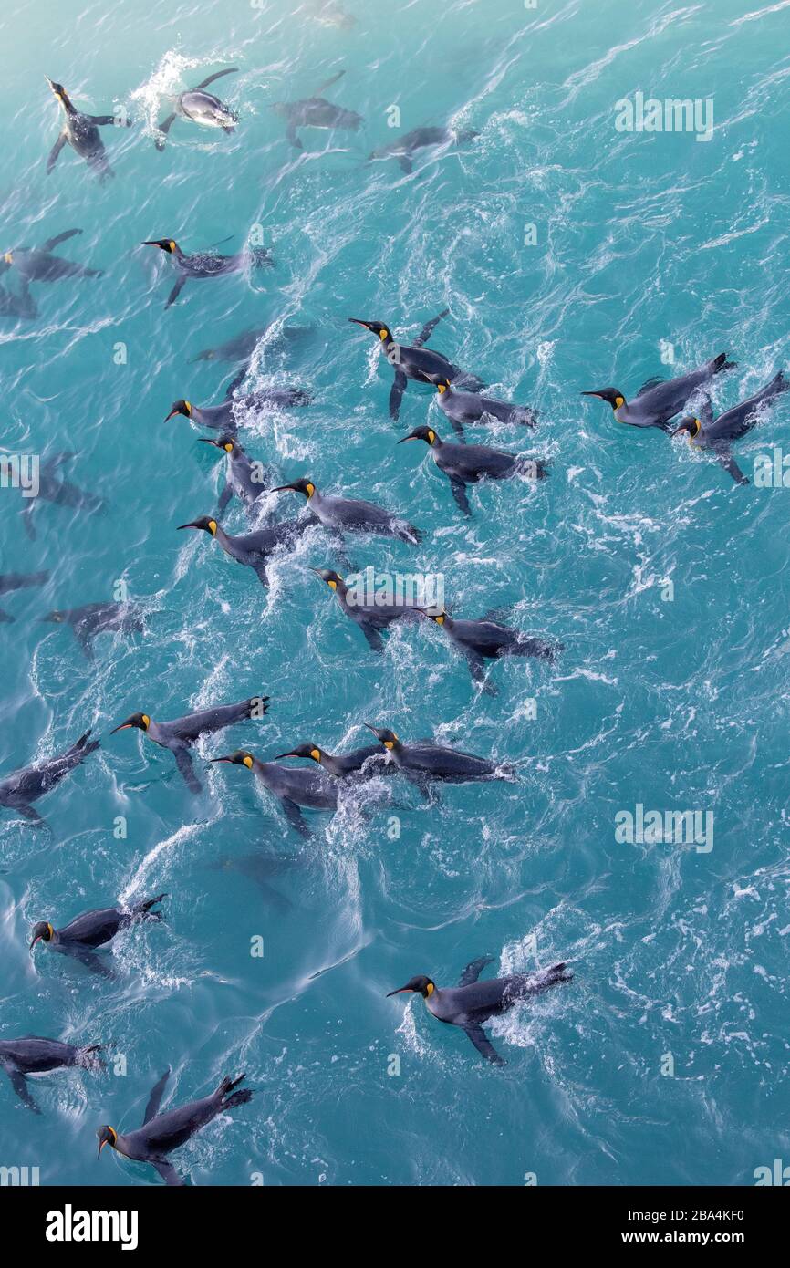 King Penguins swimming Stock Photo - Alamy