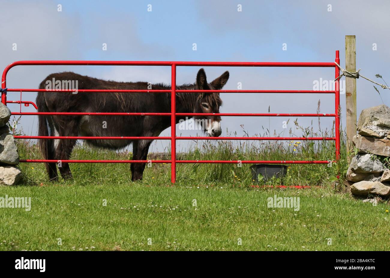 Donkey behind farmgate hi-res stock photography and images - Alamy