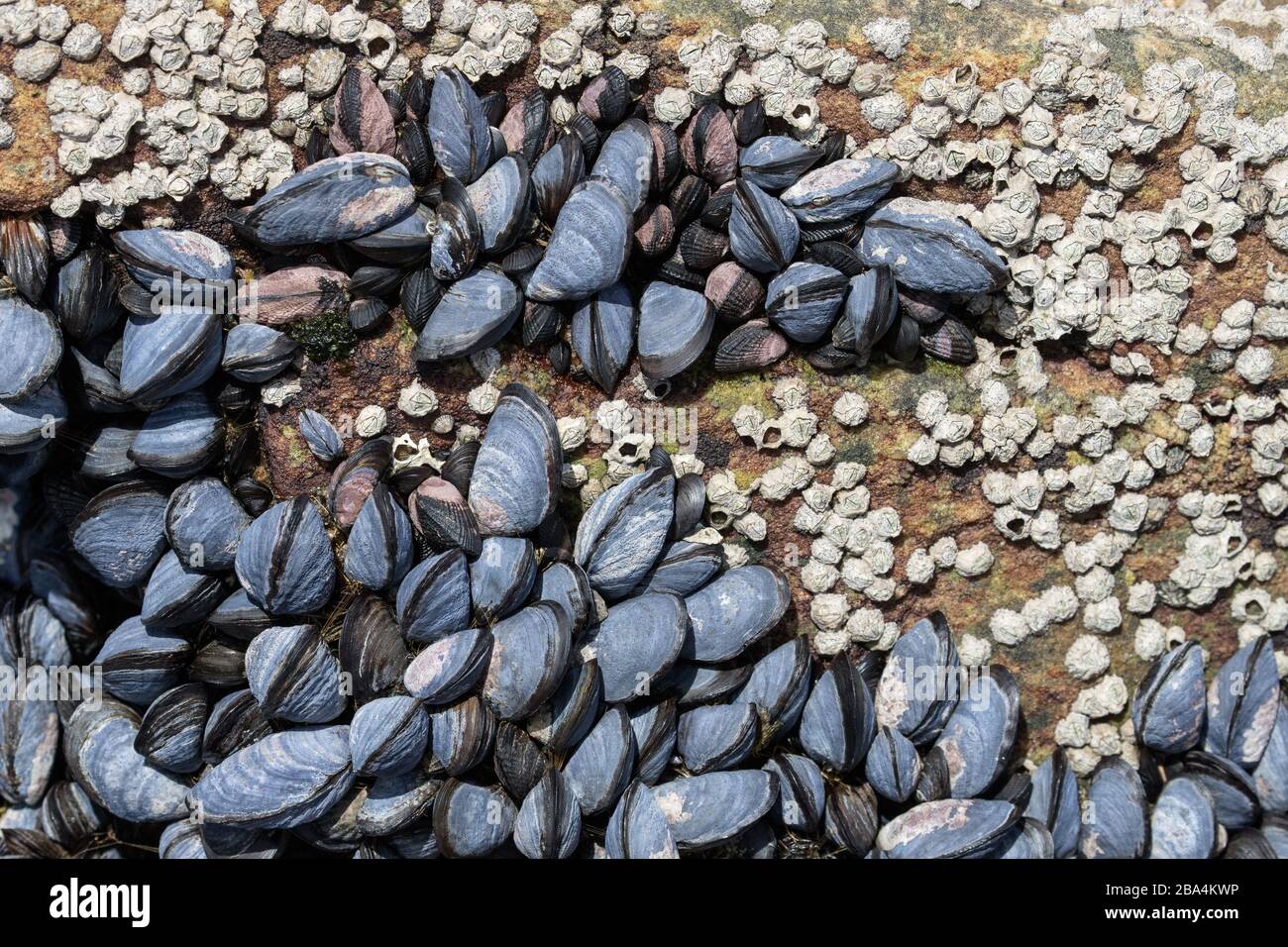 Periwinkle and muscles below high tide mark Stock Photo - Alamy