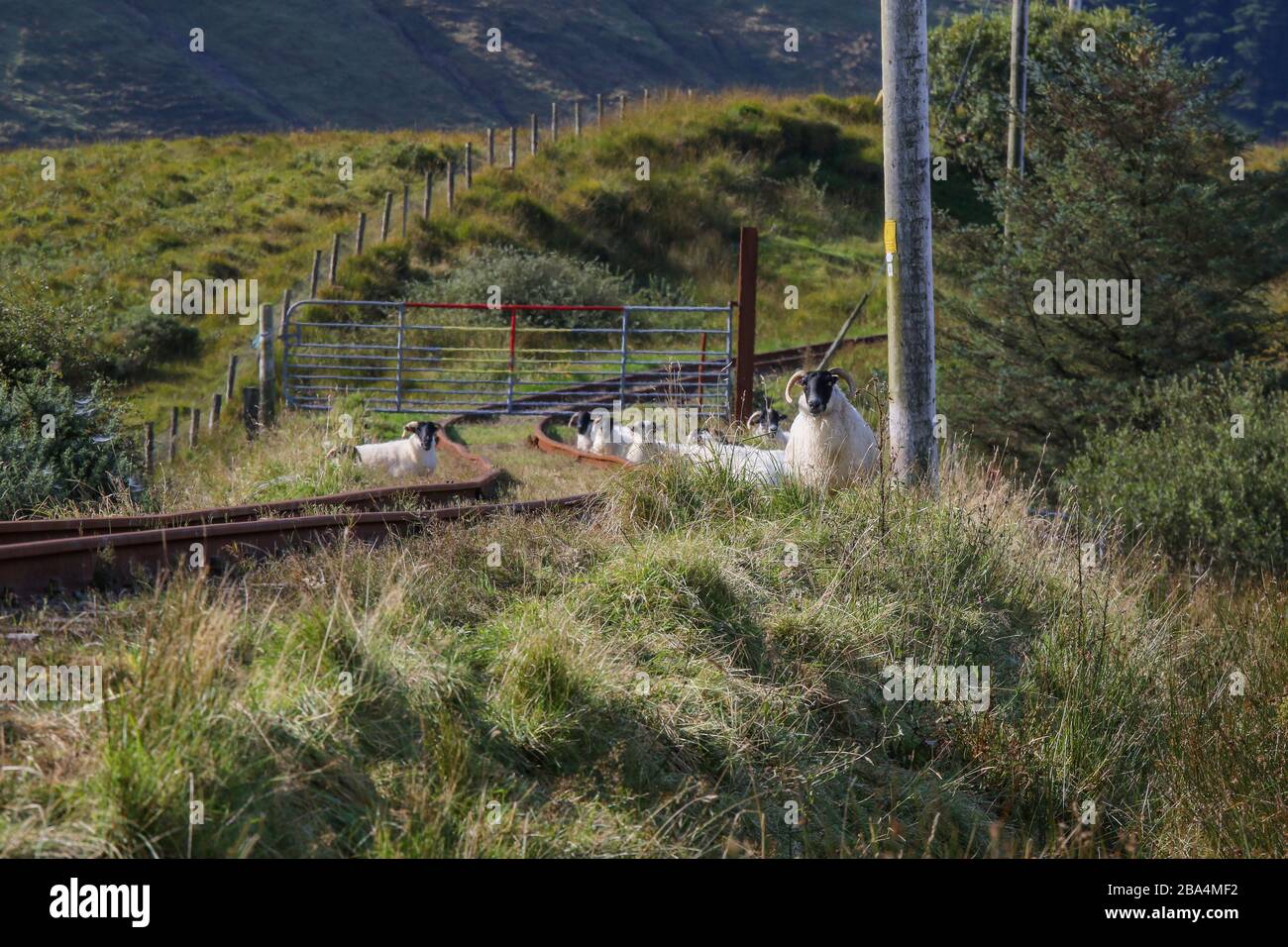 Fintown railway donegal hi-res stock photography and images - Alamy