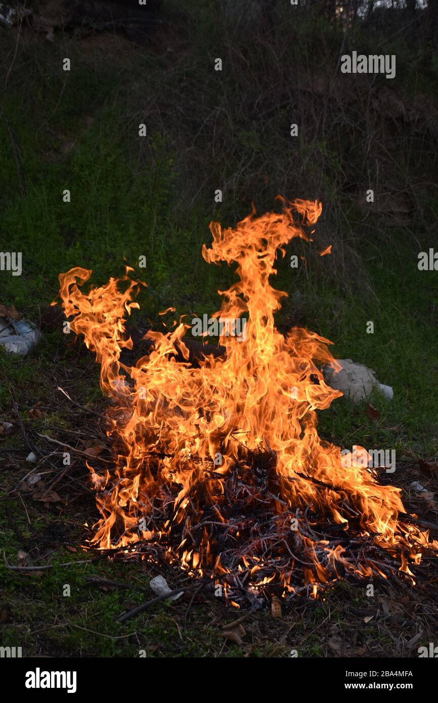 Fire combustion plant hi-res stock photography and images - Alamy