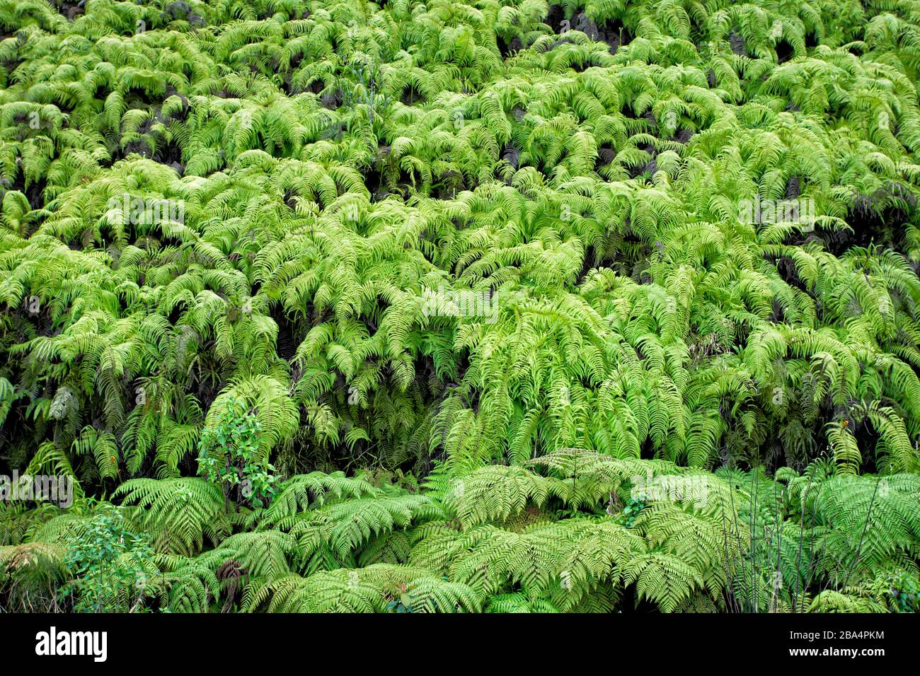 Fern covered hillside by the highway just outside of Cuetzalan, Puebla ...