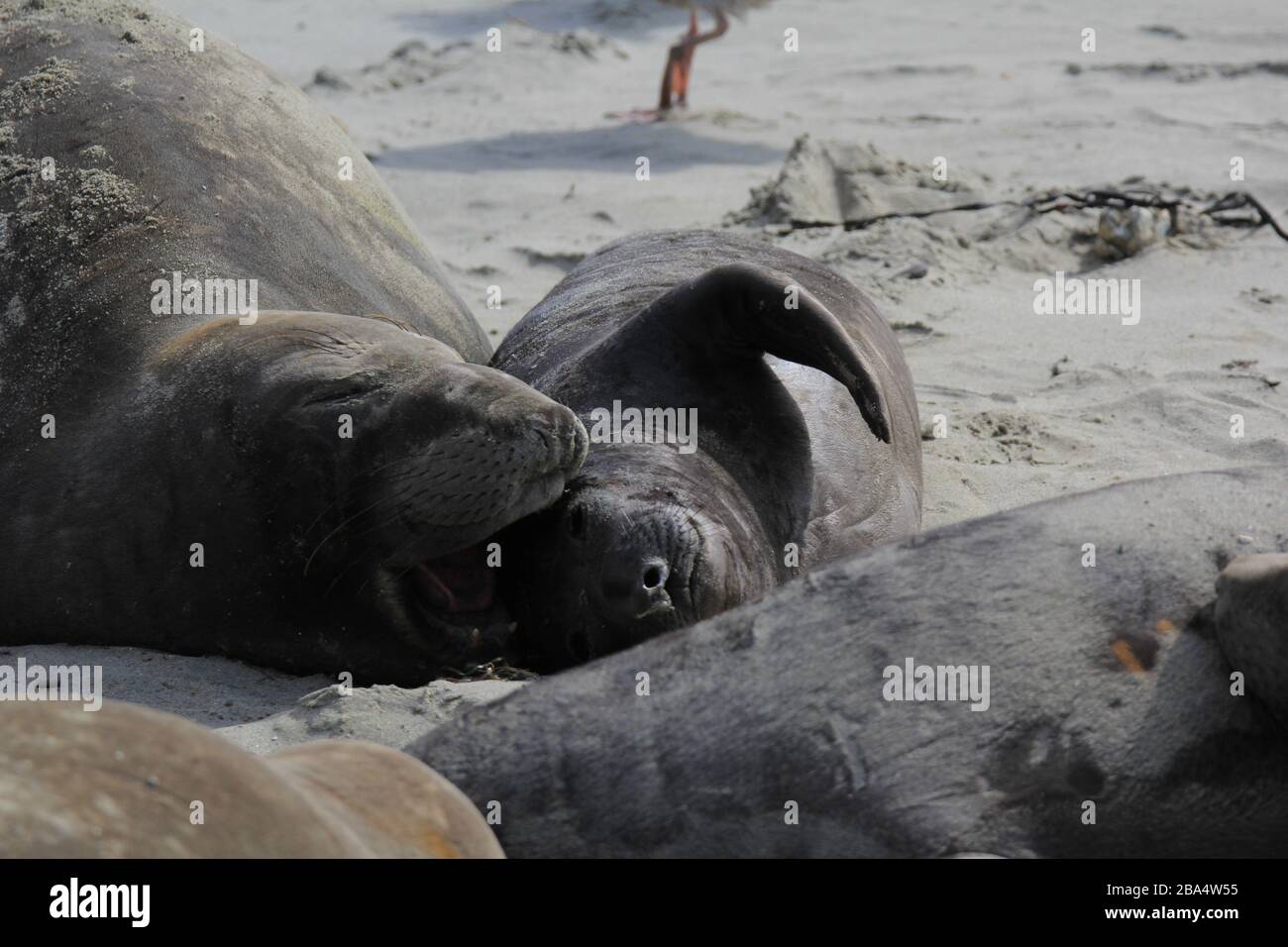 elephant seals Ano Nuevo Stock Photo - Alamy