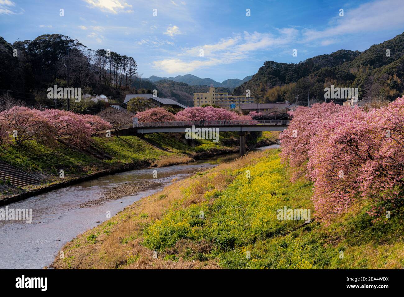Spring Cherry Blossom Sakura along the Aono River in Minamiizu located ...