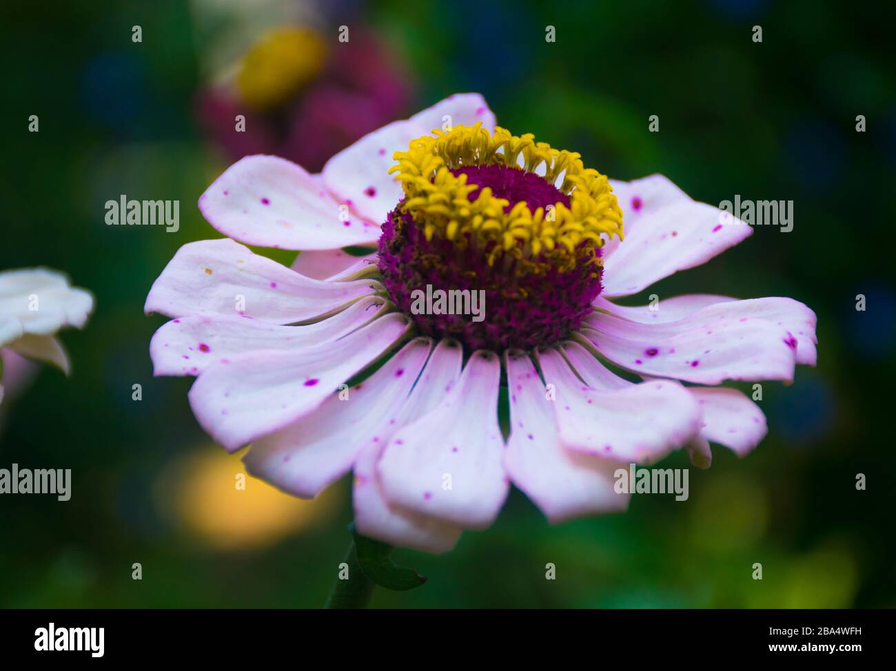 "Flowers are the music of the ground. From Earth's lips spoken without ...