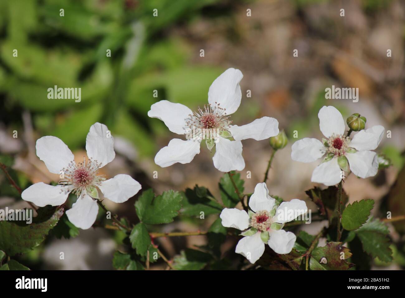 White flowers of a blackberry plant Stock Photo - Alamy
