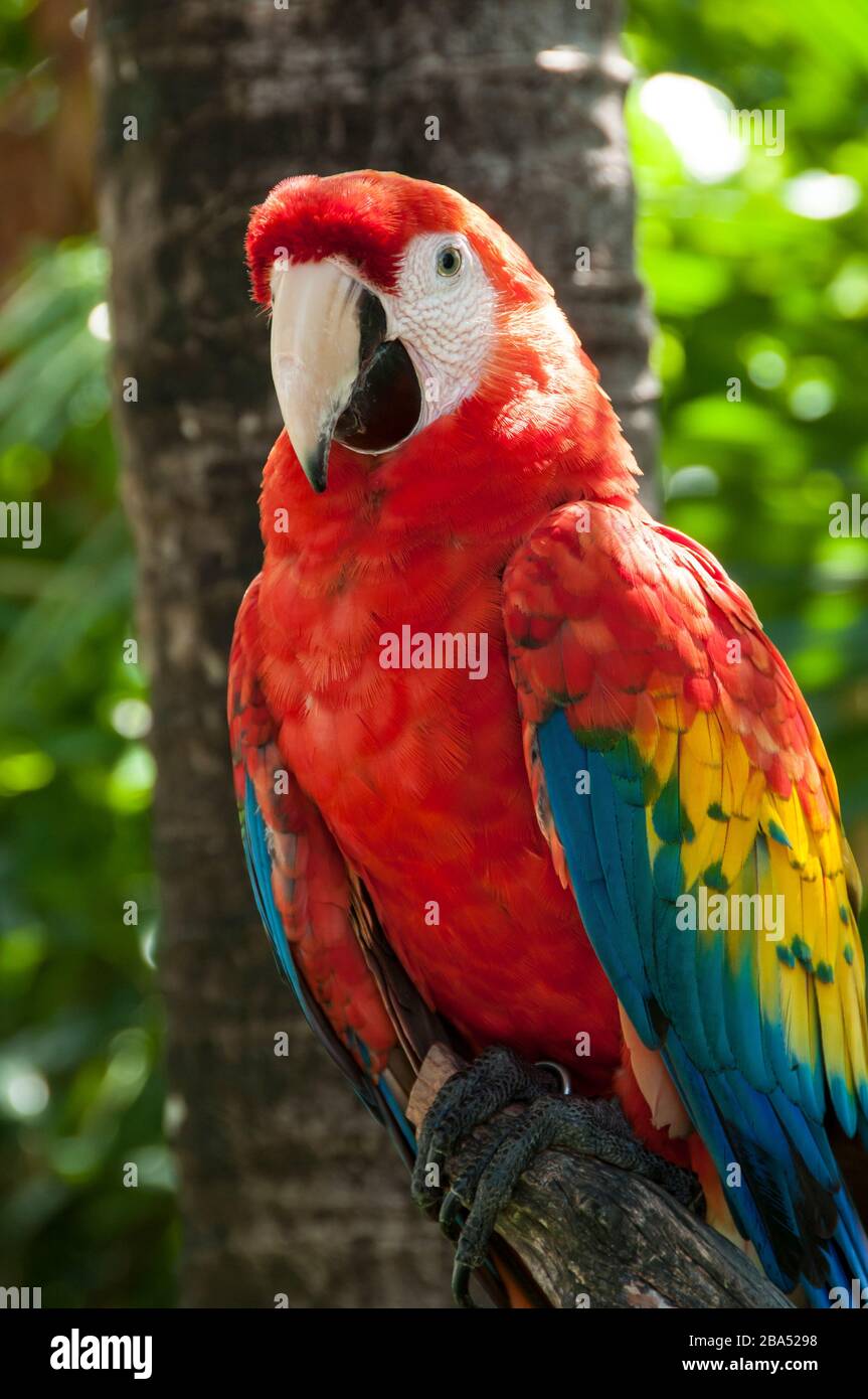 Scarlet macaw hi-res stock photography and images - Alamy