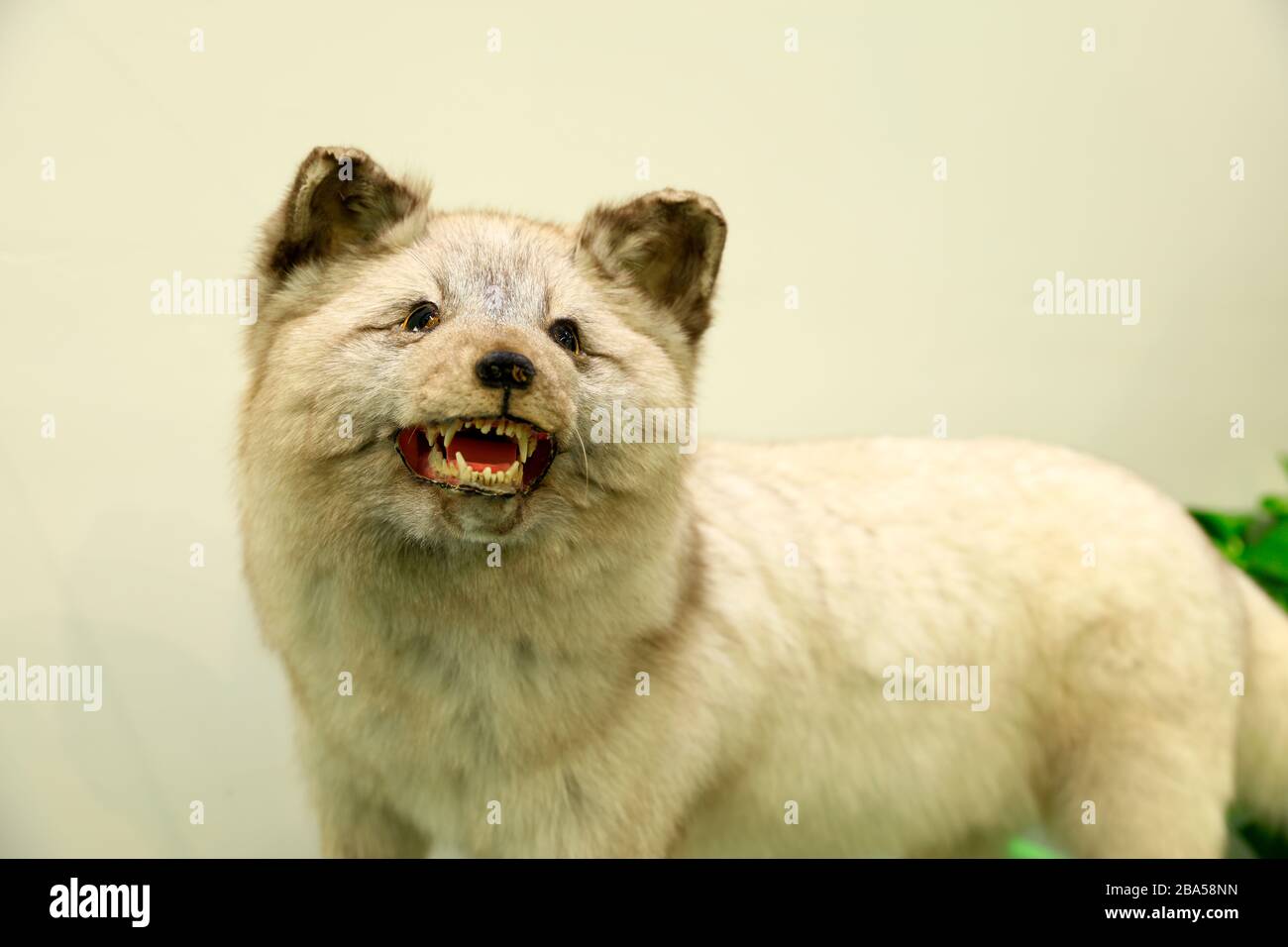 A white fox, close-up, specimen Stock Photo - Alamy