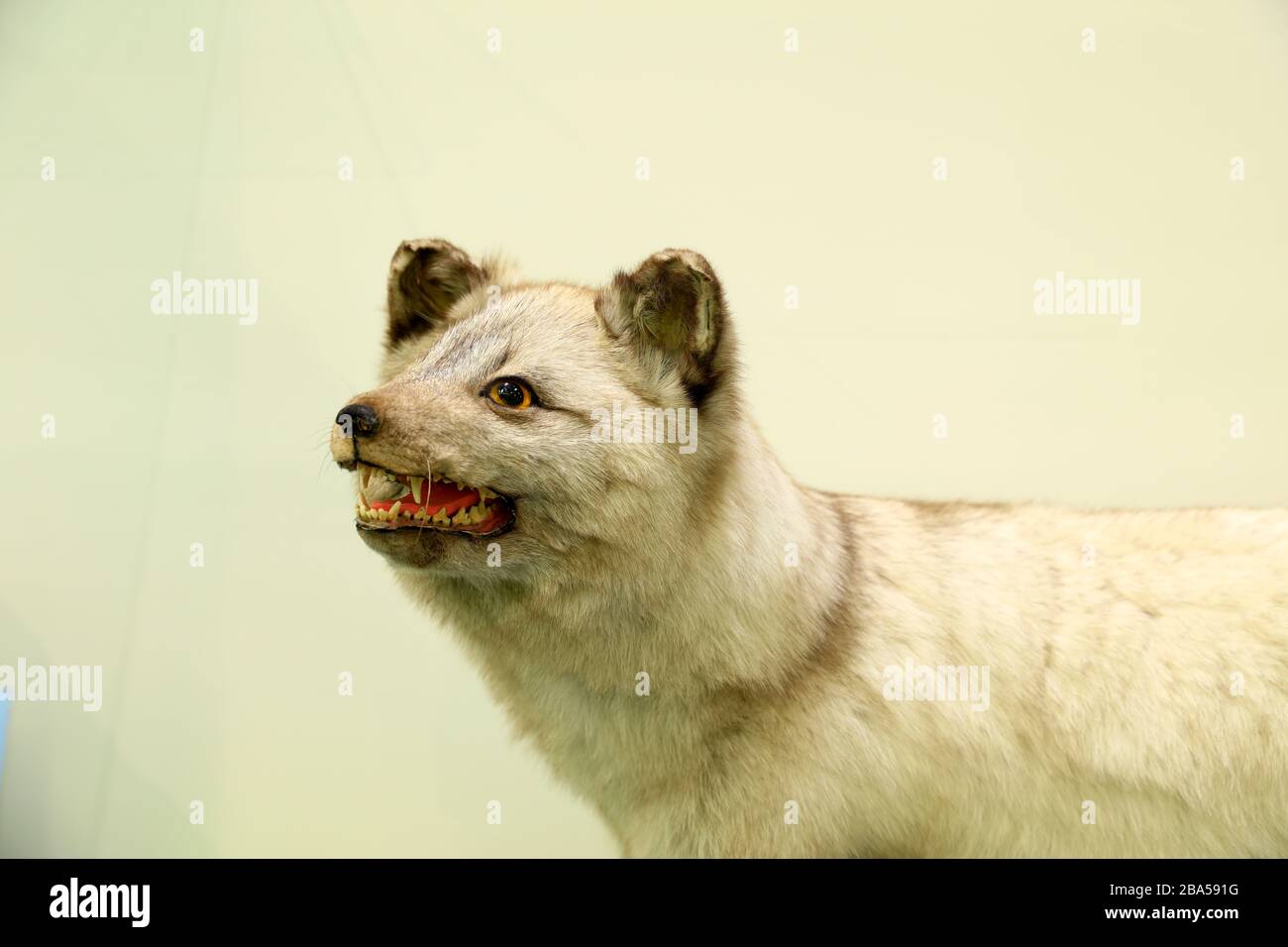 A white fox, close-up, specimen Stock Photo - Alamy