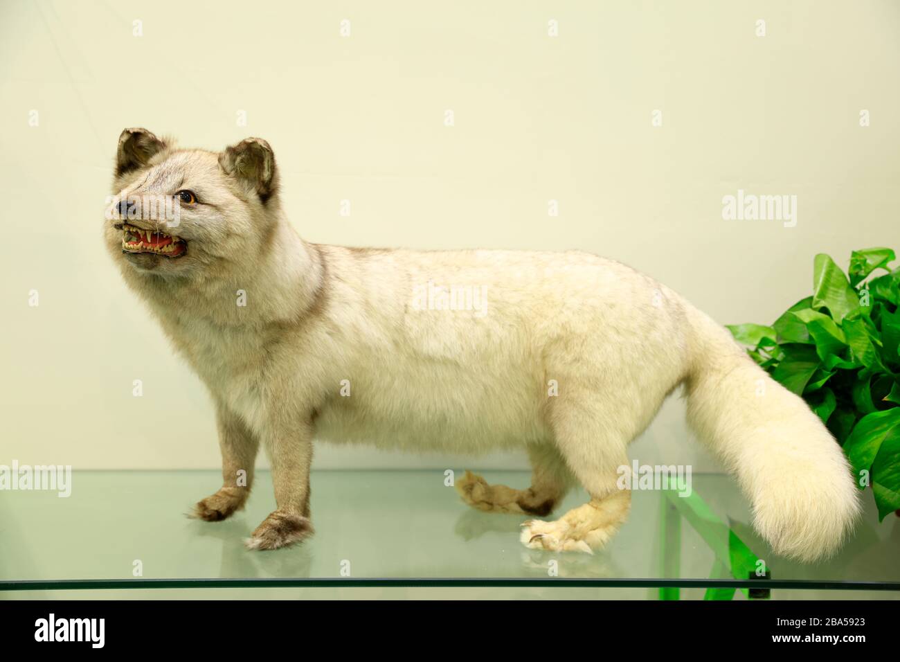 A white fox, close-up, specimen Stock Photo - Alamy