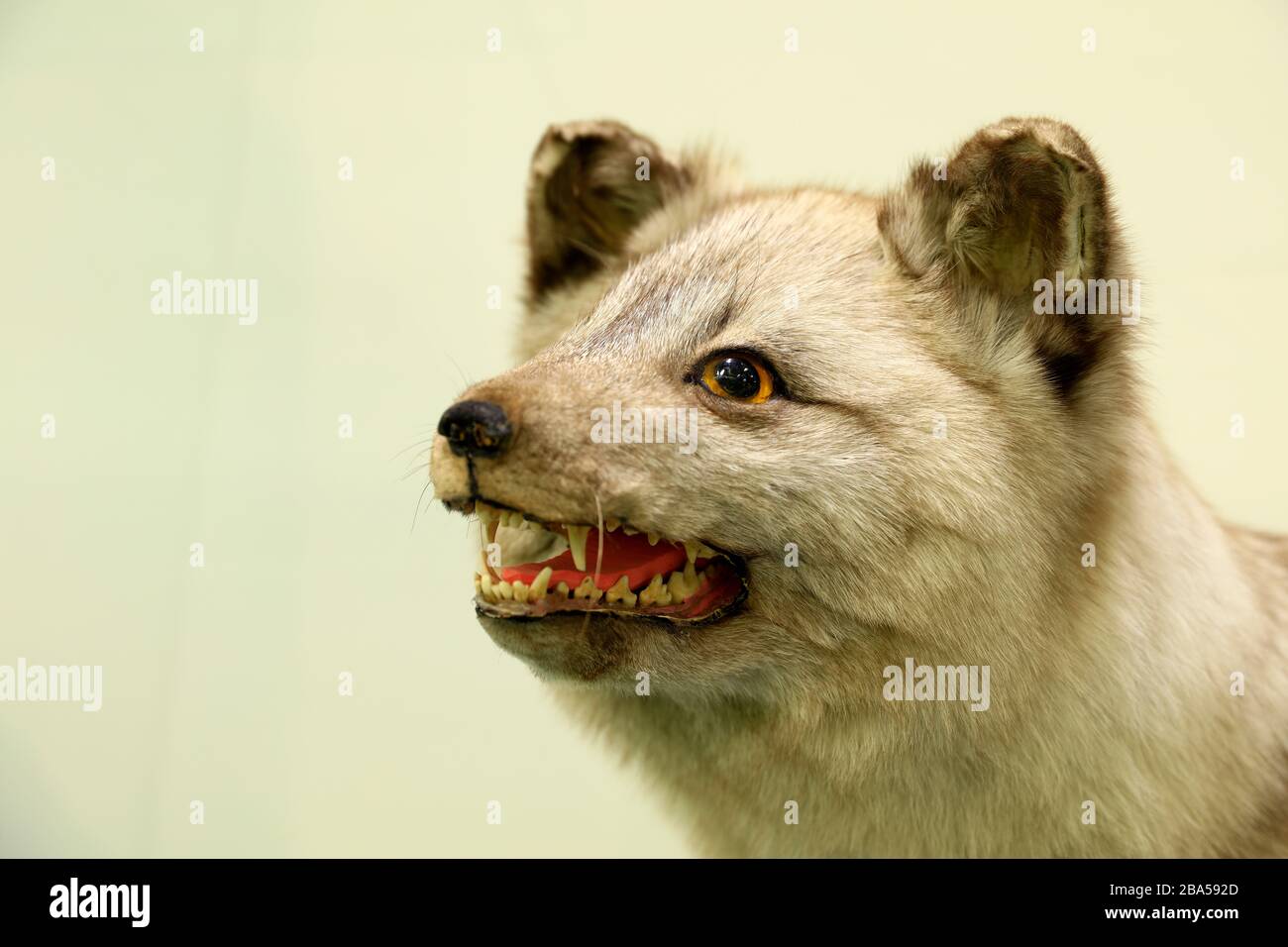 A white fox, close-up, specimen Stock Photo - Alamy