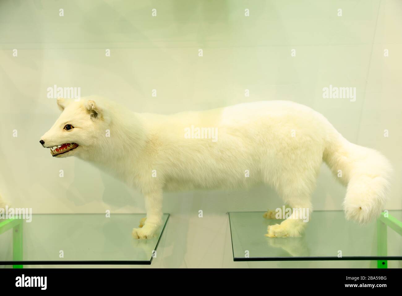 A white fox, close-up, specimen Stock Photo - Alamy