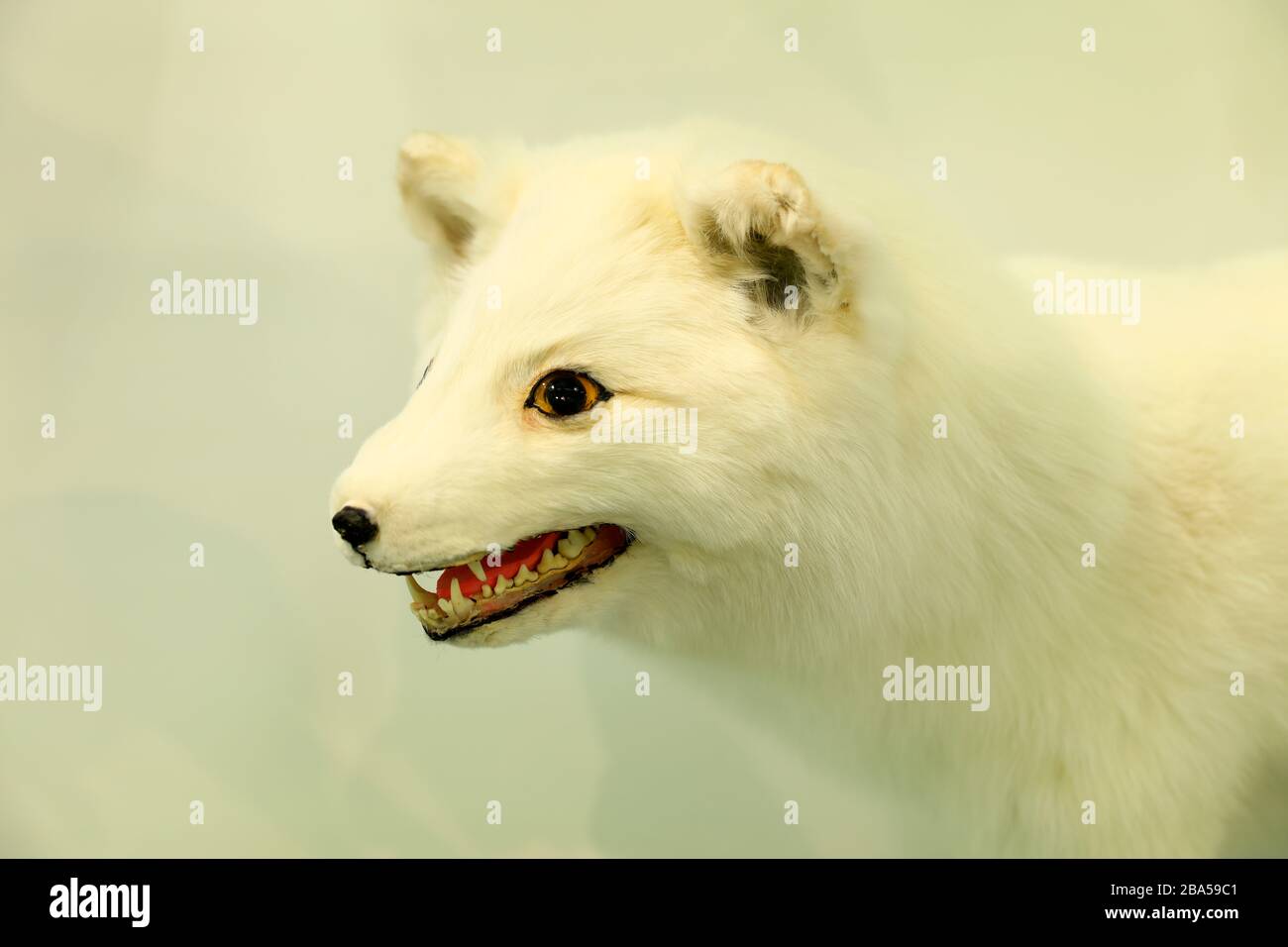 A white fox, close-up, specimen Stock Photo - Alamy