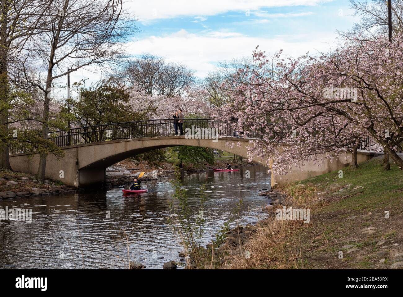 Cherry Blossom in Boston City Stock Photo - Alamy