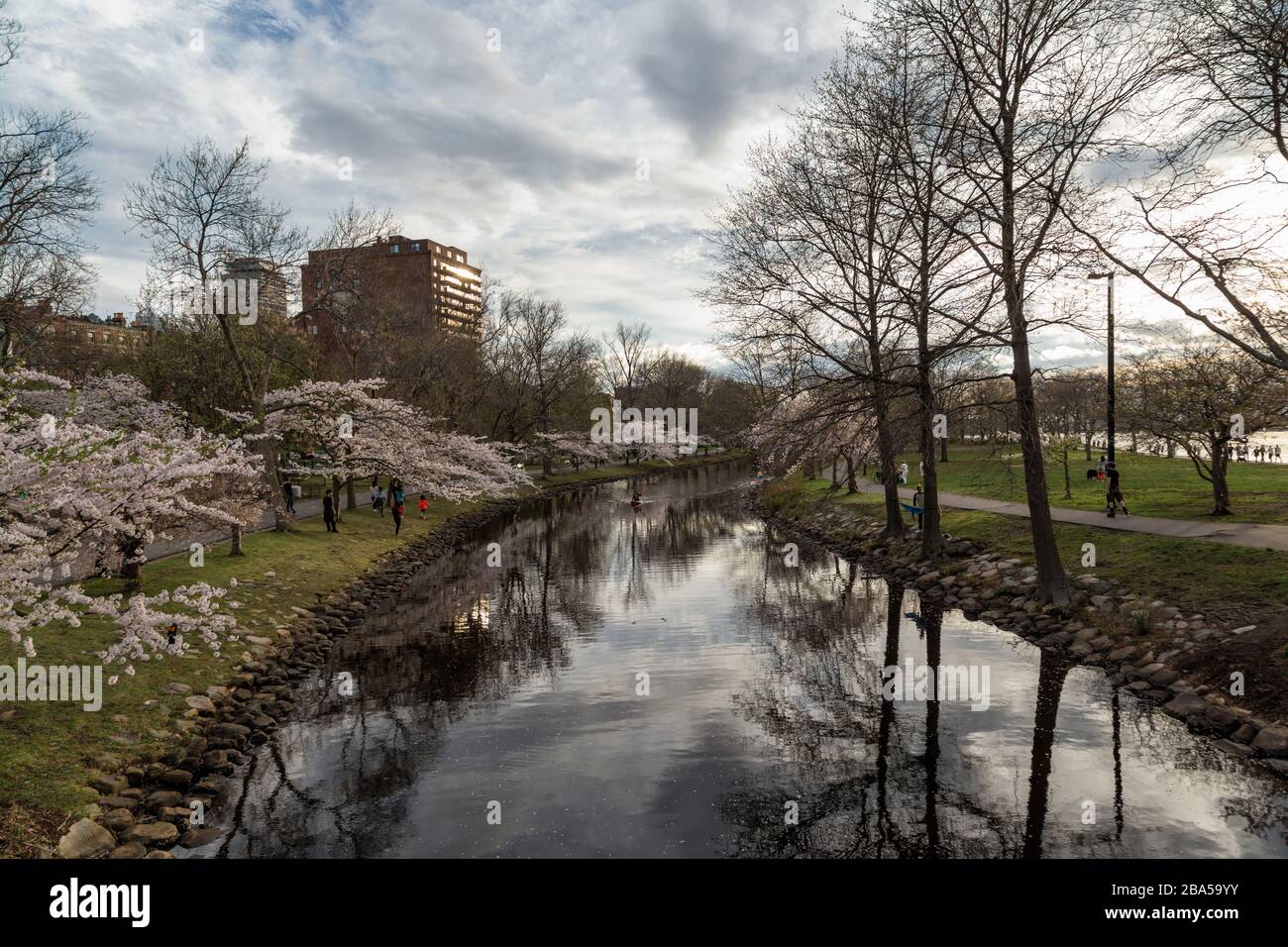 Cherry Blossom in Boston City Stock Photo - Alamy