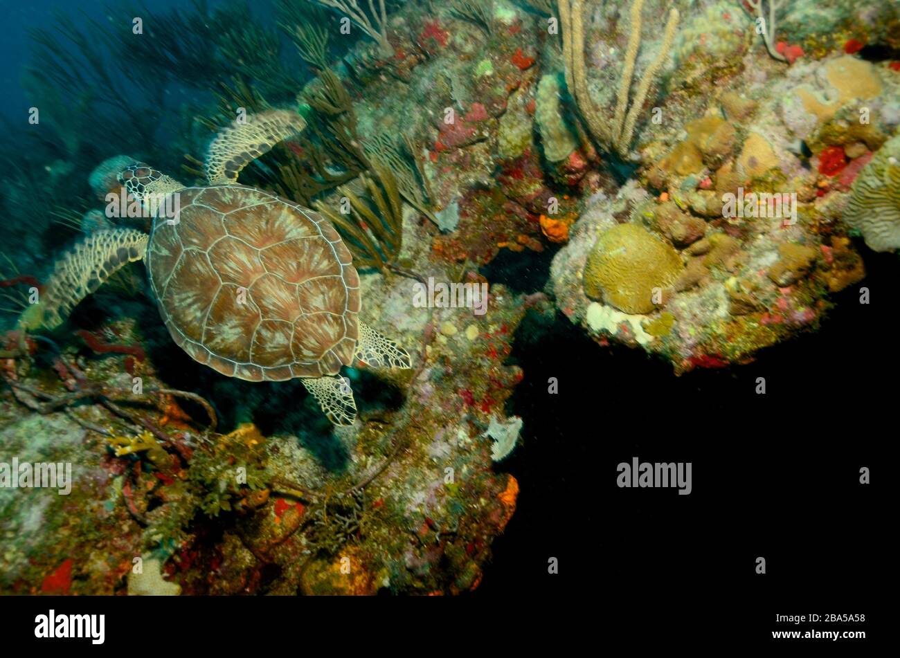 Dive shop in st maarten hi-res stock photography and images - Alamy