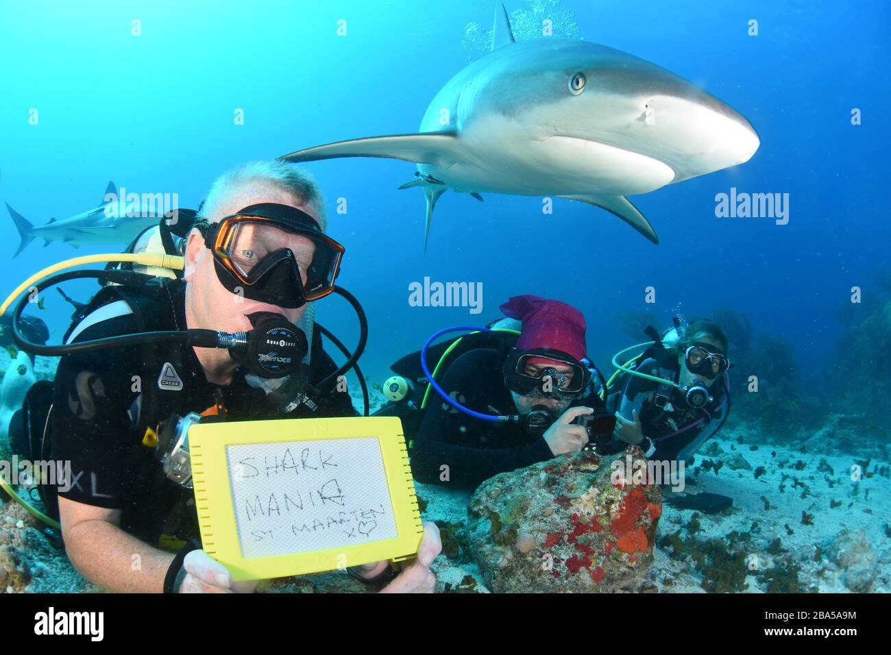 St. Maarten is a great place for scuba diving with Caribbean reef ...