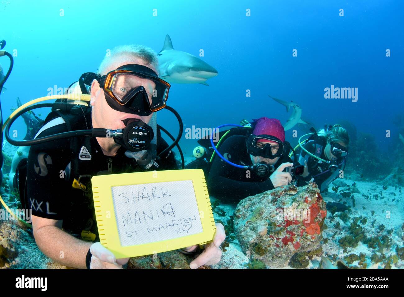 St. Maarten is a great place for scuba diving with Caribbean reef ...