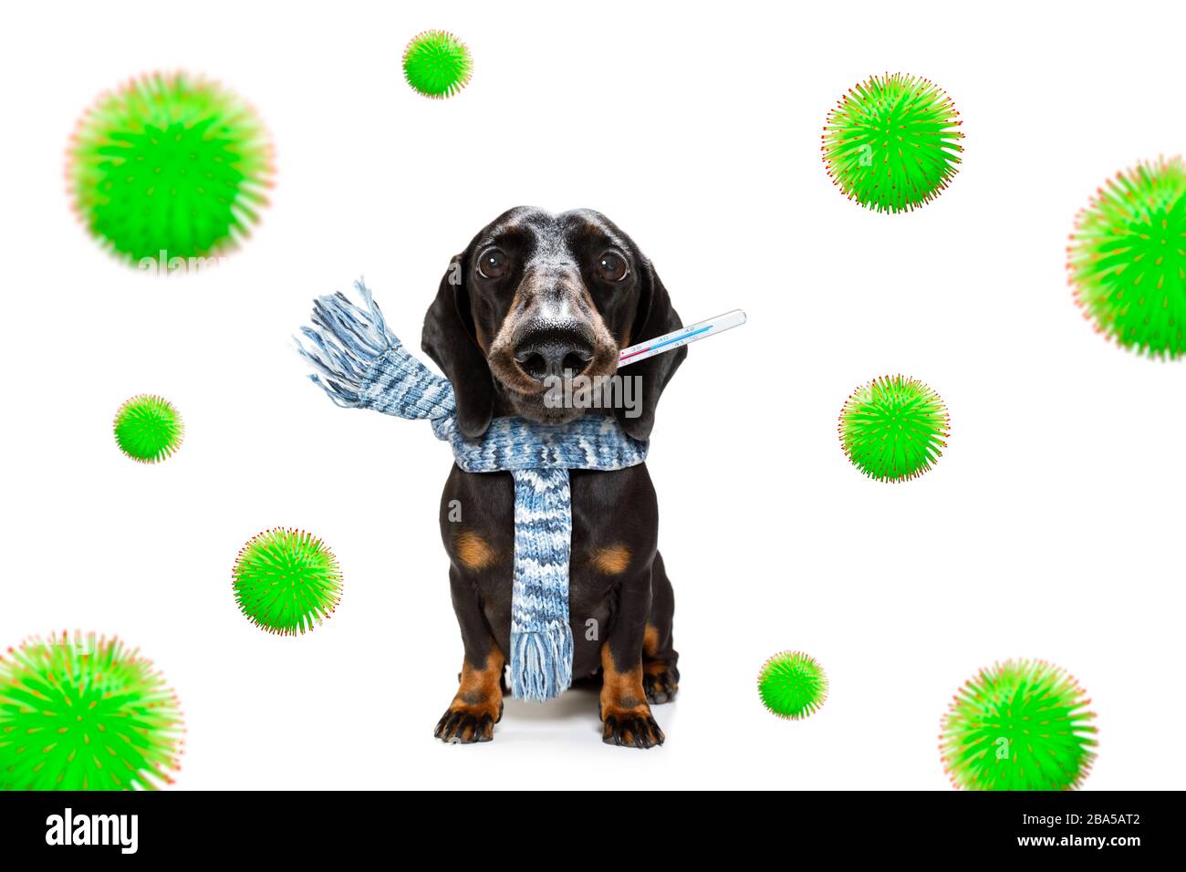 sick and ill dachshund sausage dog isolated on white background with ...