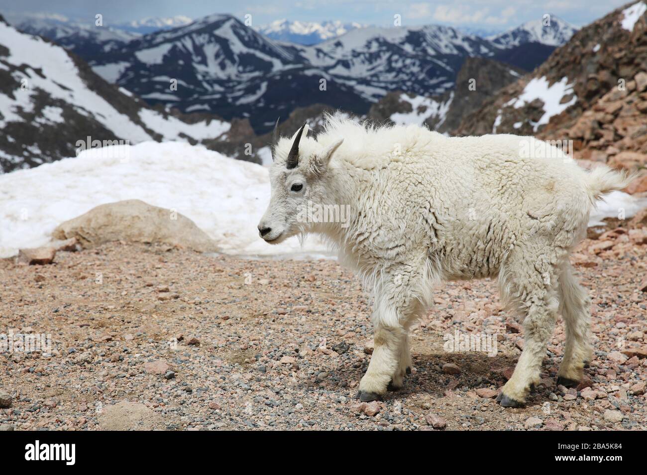 Mt evans wildlife hi-res stock photography and images - Alamy