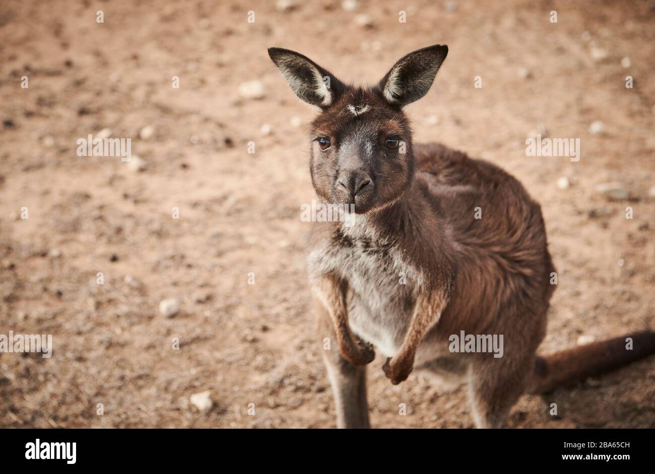 A cute kangaroo that survived the 2020 bushfires on Kangaroo Island ...