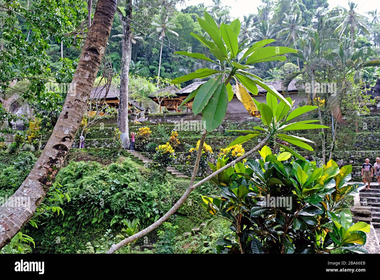 Greenery tropical landscape woth plenty of palm trees and tropical ...