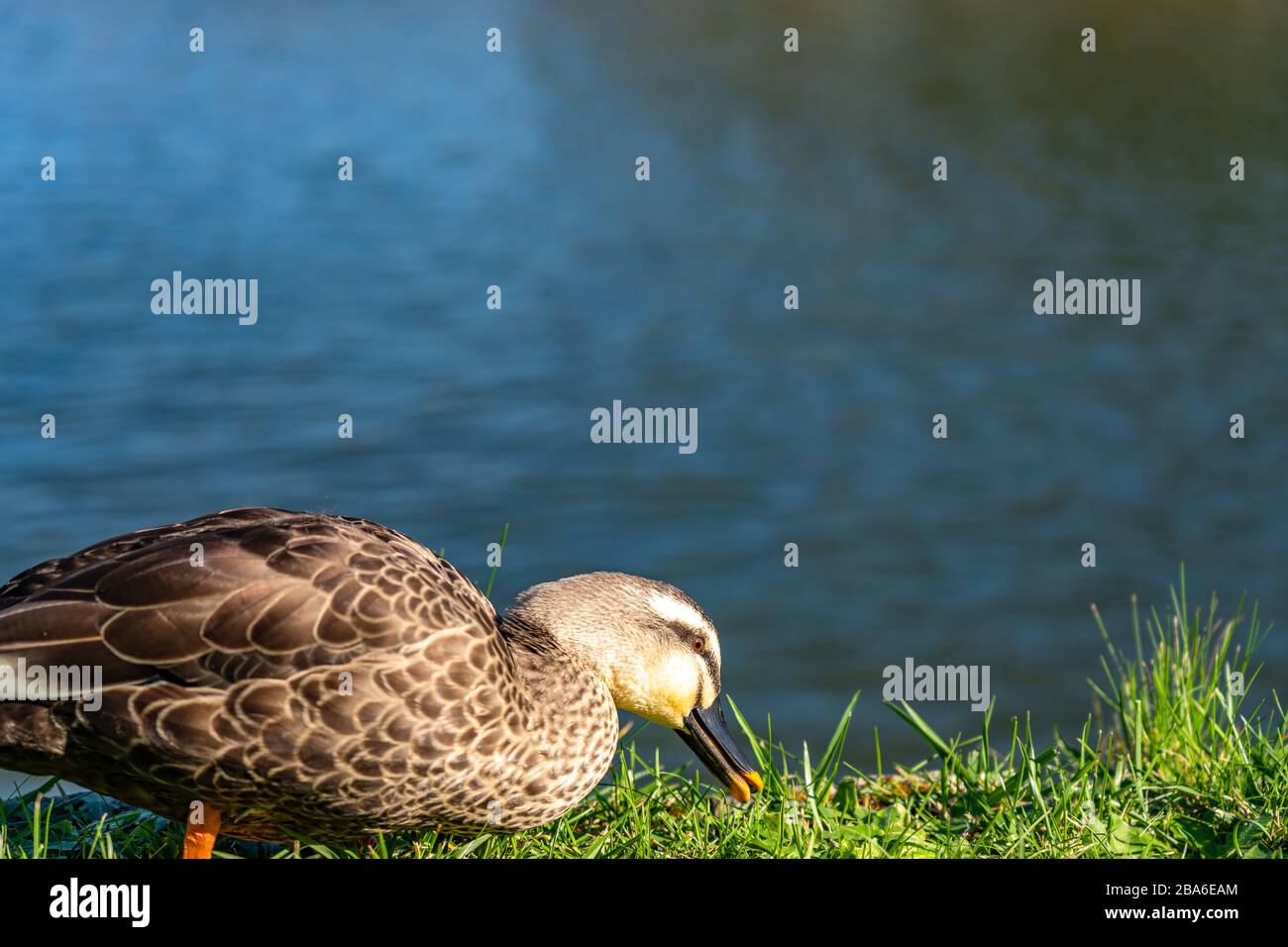 Indian river waterside park hi-res stock photography and images - Alamy