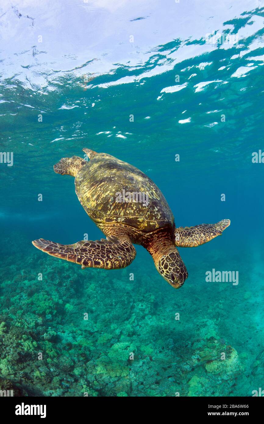 Green sea turtle at Makena, Maui, Hawaii Stock Photo - Alamy