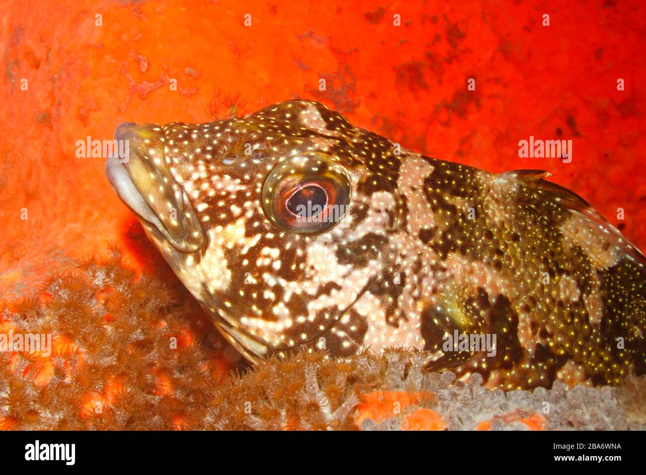 Eastern kelpfish hi-res stock photography and images - Alamy