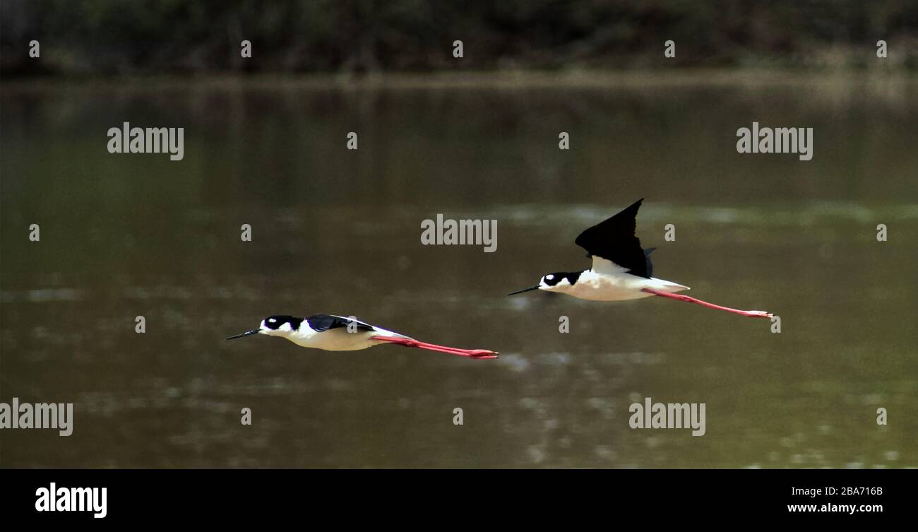 Black Crown Night Herons In-Flight Stock Photo - Alamy