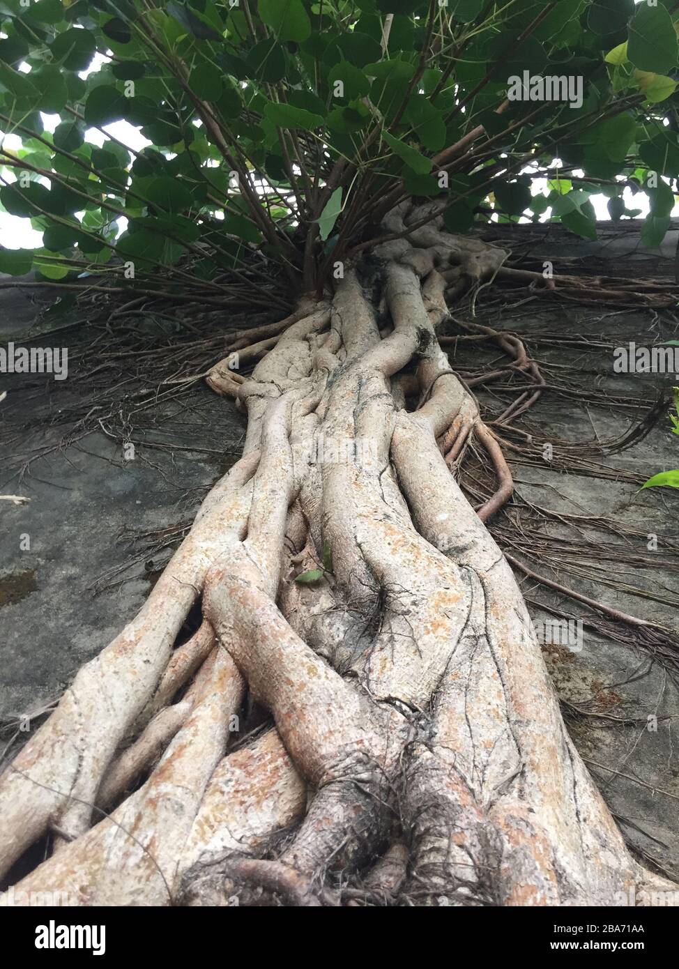 Ficus i hi-res stock photography and images - Alamy