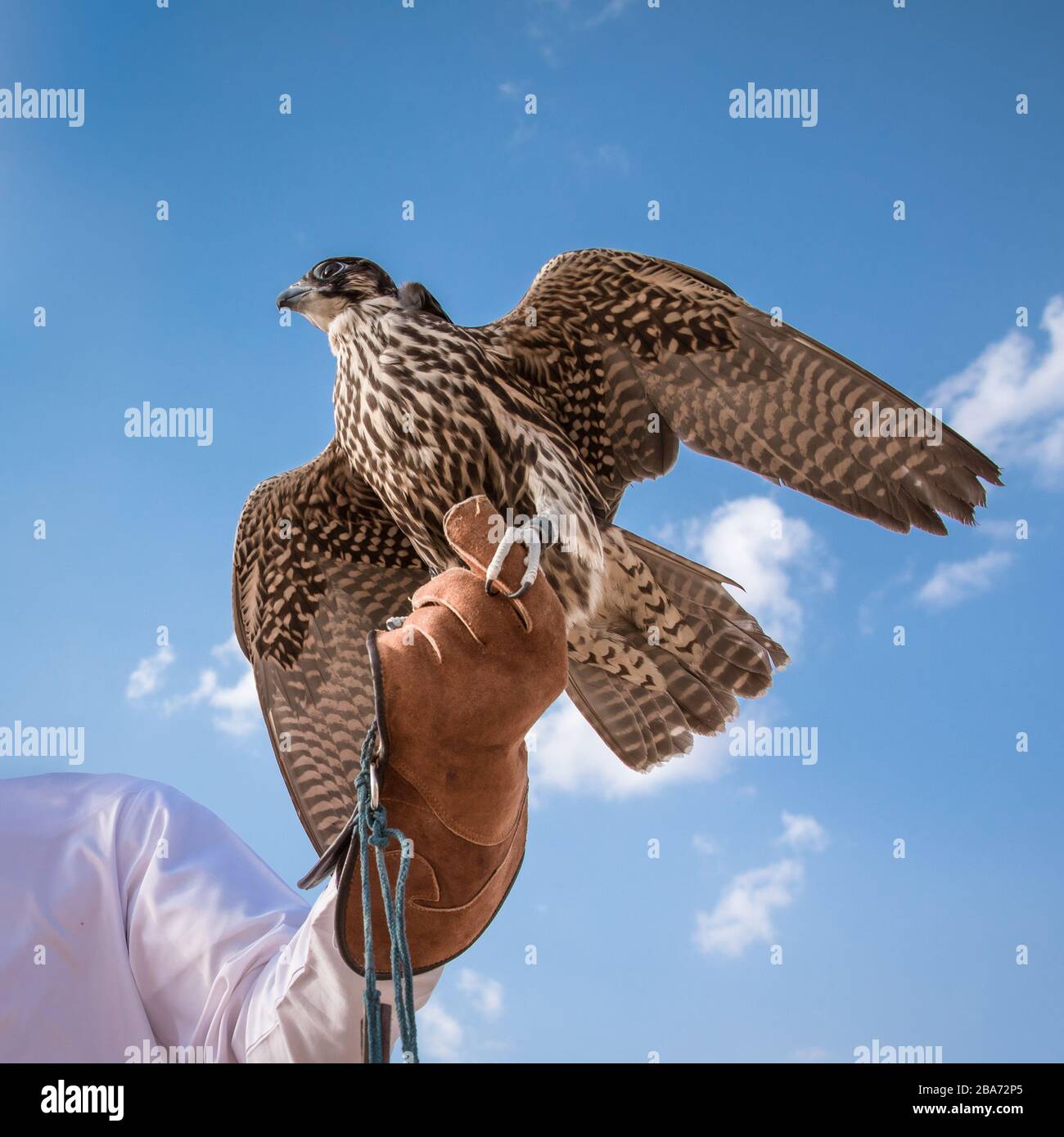 National bird of the united arab emirates hi-res stock photography and ...