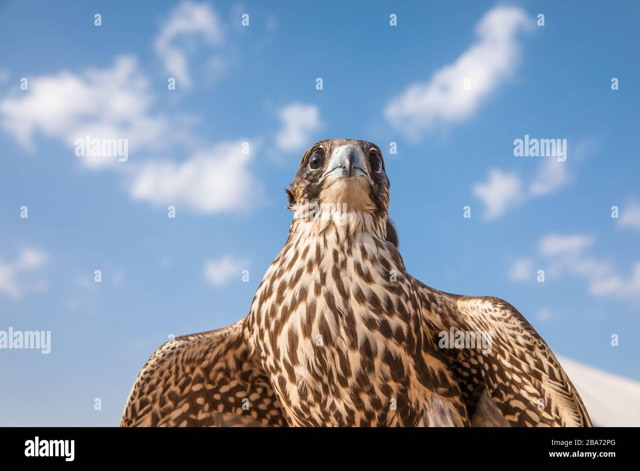 National bird of united arab emirates hi-res stock photography and ...