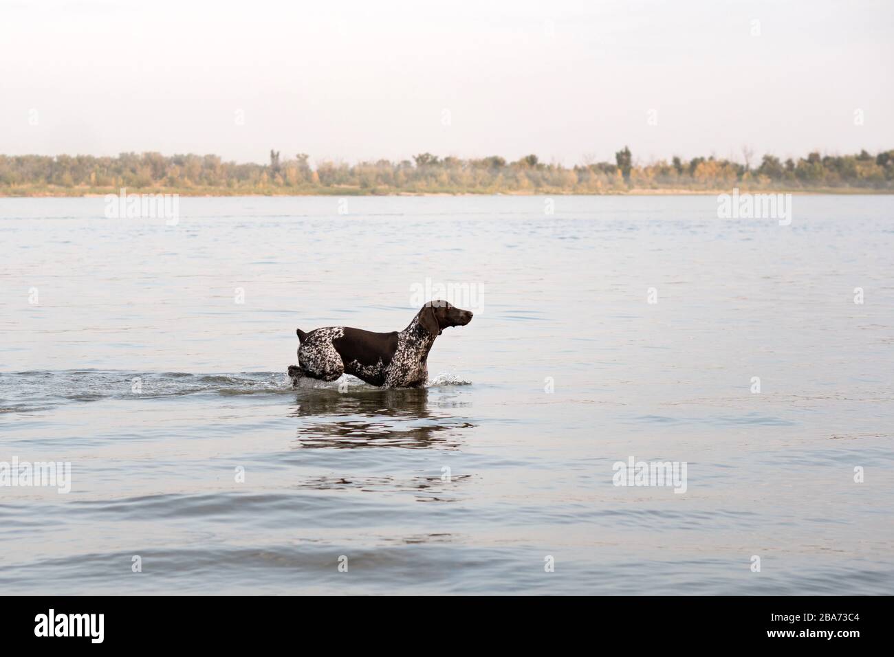German Shorthaired Pointer dog standing in the water Stock Photo - Alamy