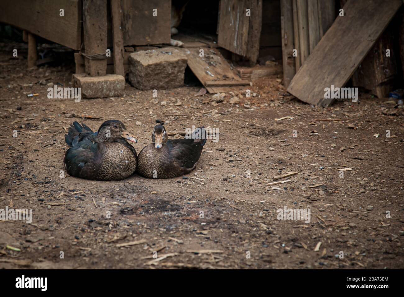 Sitting ducks hi-res stock photography and images - Alamy