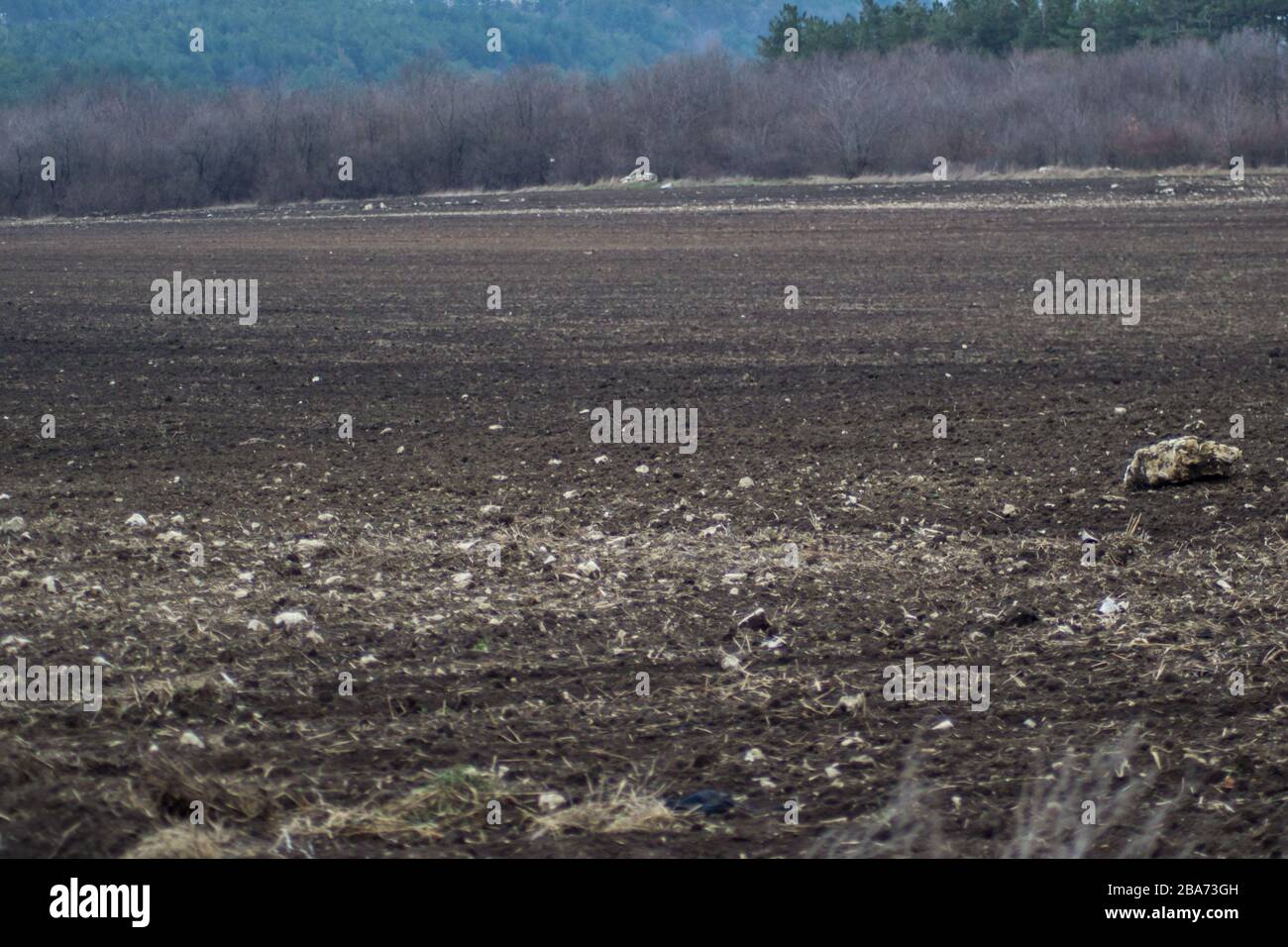 Freshly plowed virgin field, natural background with trees on the back ...