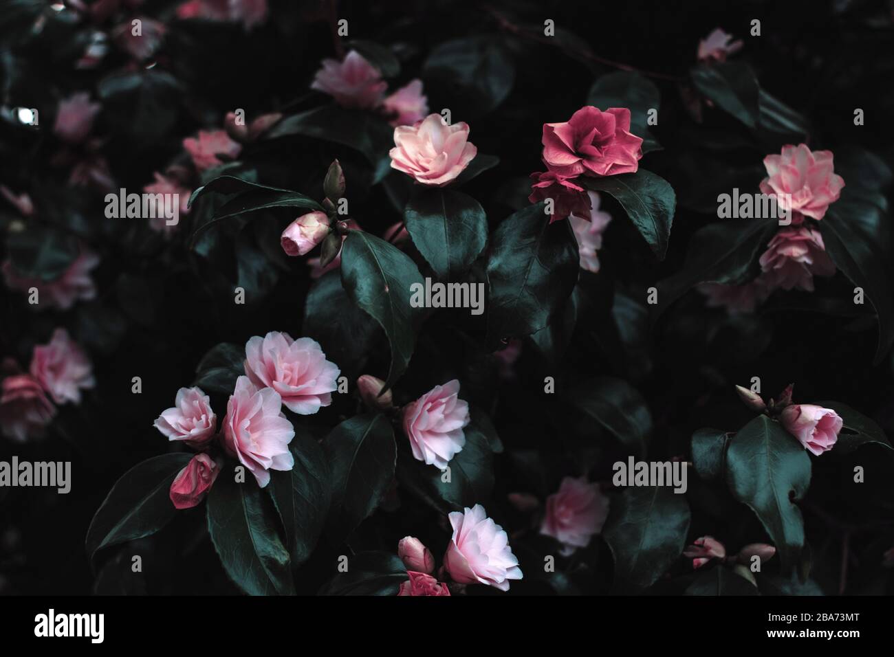 Flowers of pakistan hi-res stock photography and images - Alamy